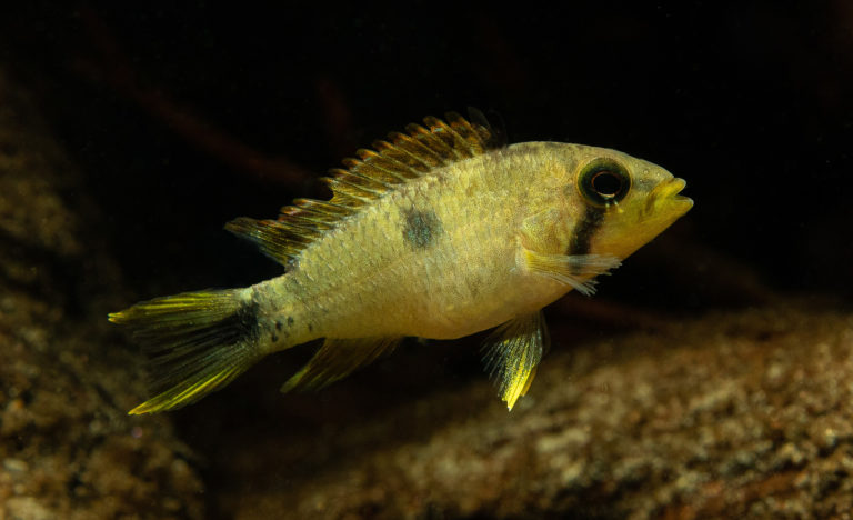 Temperate Fish – Ornamental Aquatics Wholesale