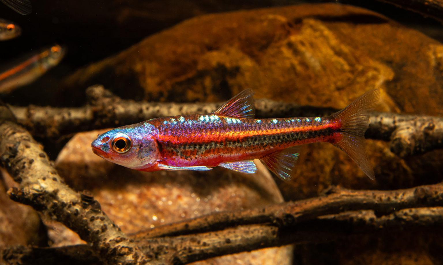 Temperate Fish – Ornamental Aquatics Wholesale