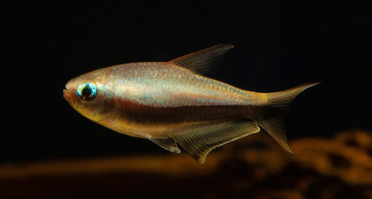 Temperate Fish – Ornamental Aquatics Wholesale