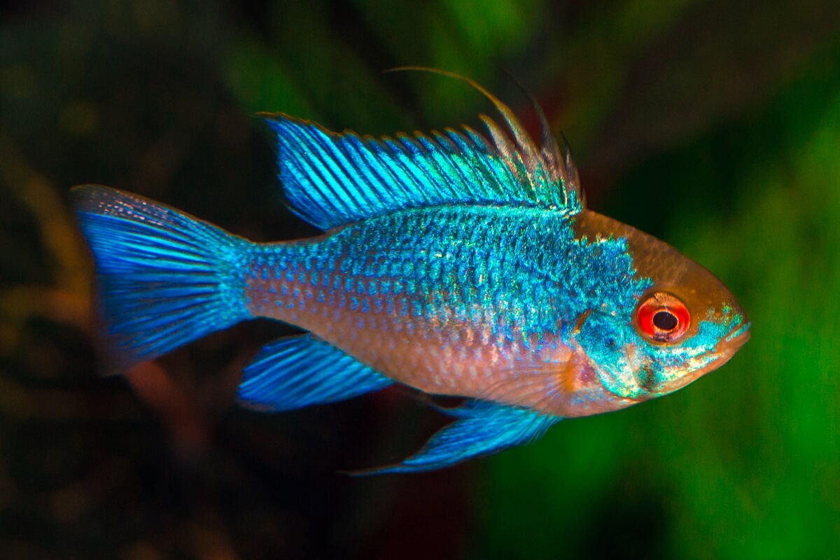 Electric Blue Rams – Ornamental Aquatics Wholesale
